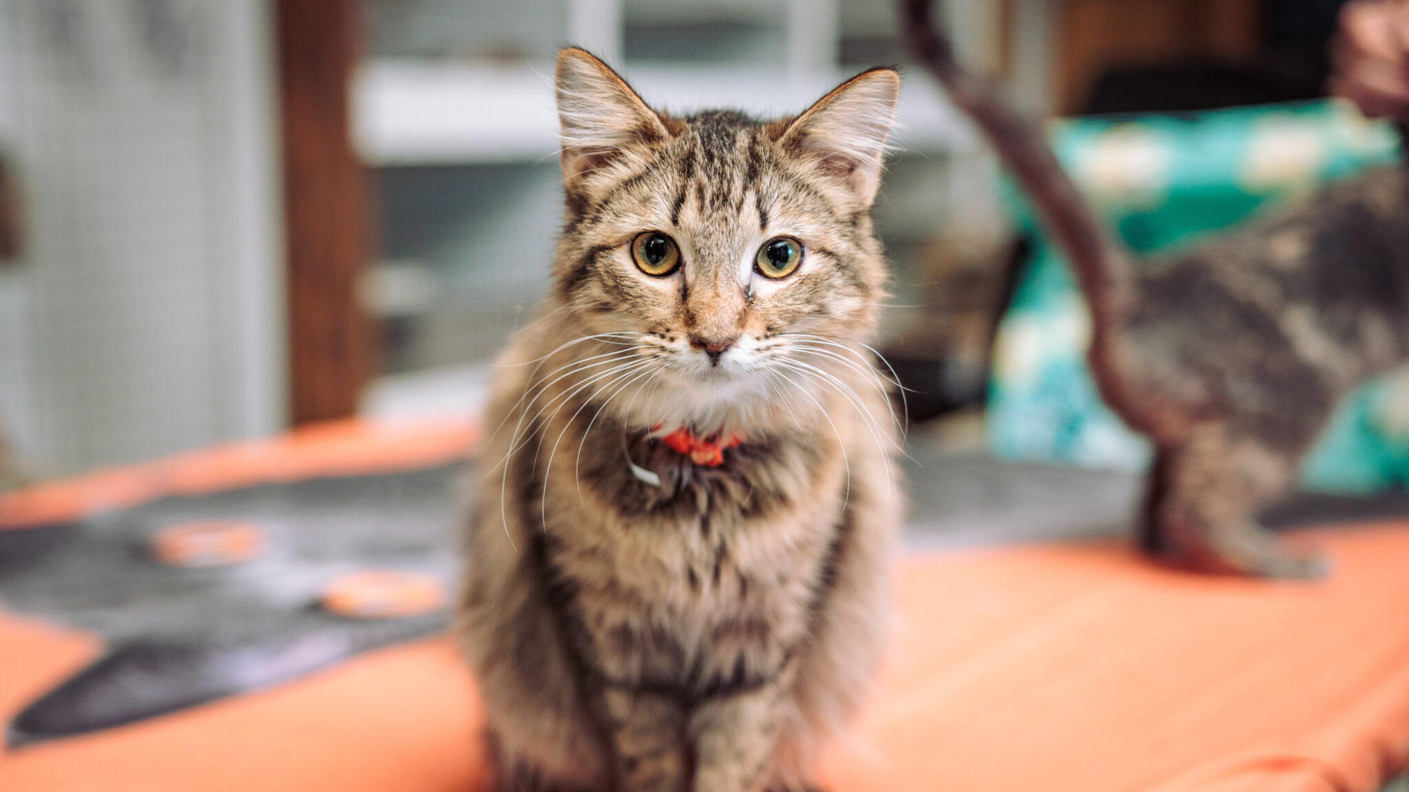 Michelle Corella ’87 | 20 Years of Making a Difference for Campus and ...